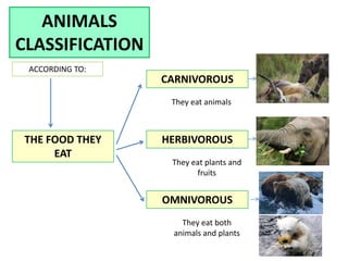 Animals classification | PPTX