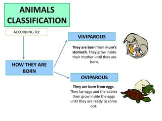 Animals classification | PPTX