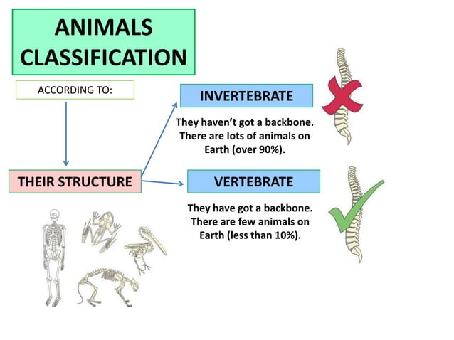Animals classification | PPTX
