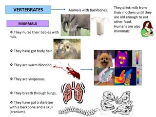 Animals classification | PPTX