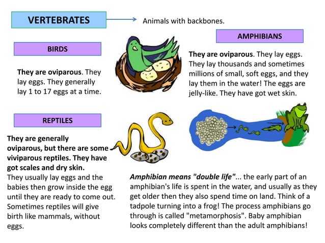 Animals classification | PPTX