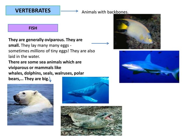 Animals classification | PPTX