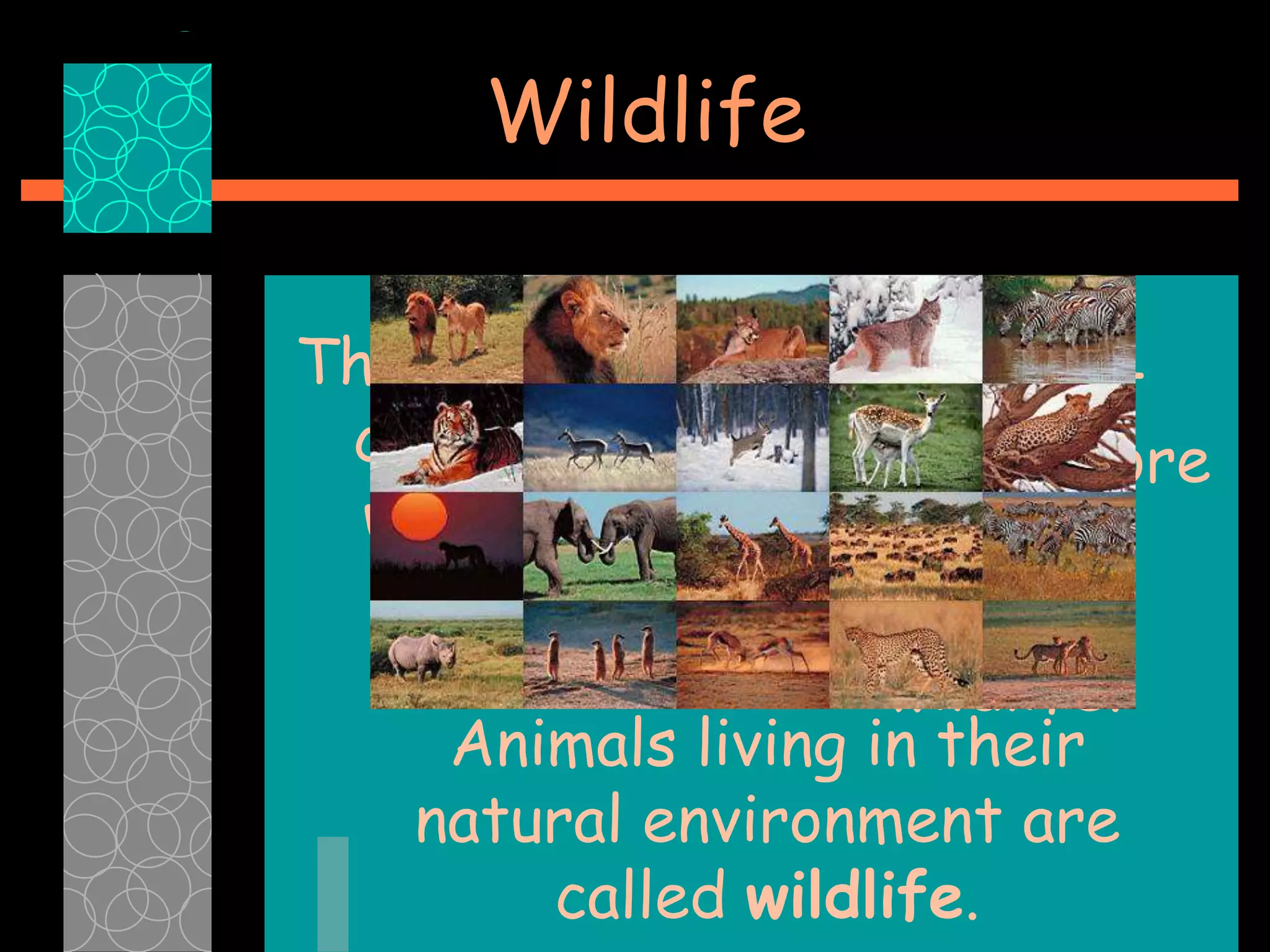 Animals come home vocabulary | PPSX