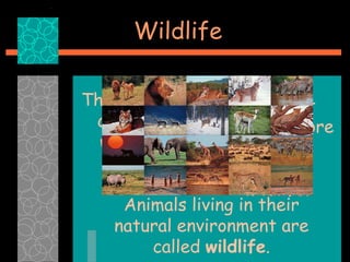Animals come home vocabulary | PPSX