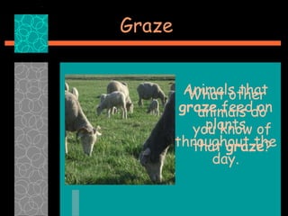 Animals come home vocabulary | PPSX