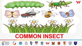 Grade 3 ICSE ANIMALS_ COMMON INSECT.pptx
