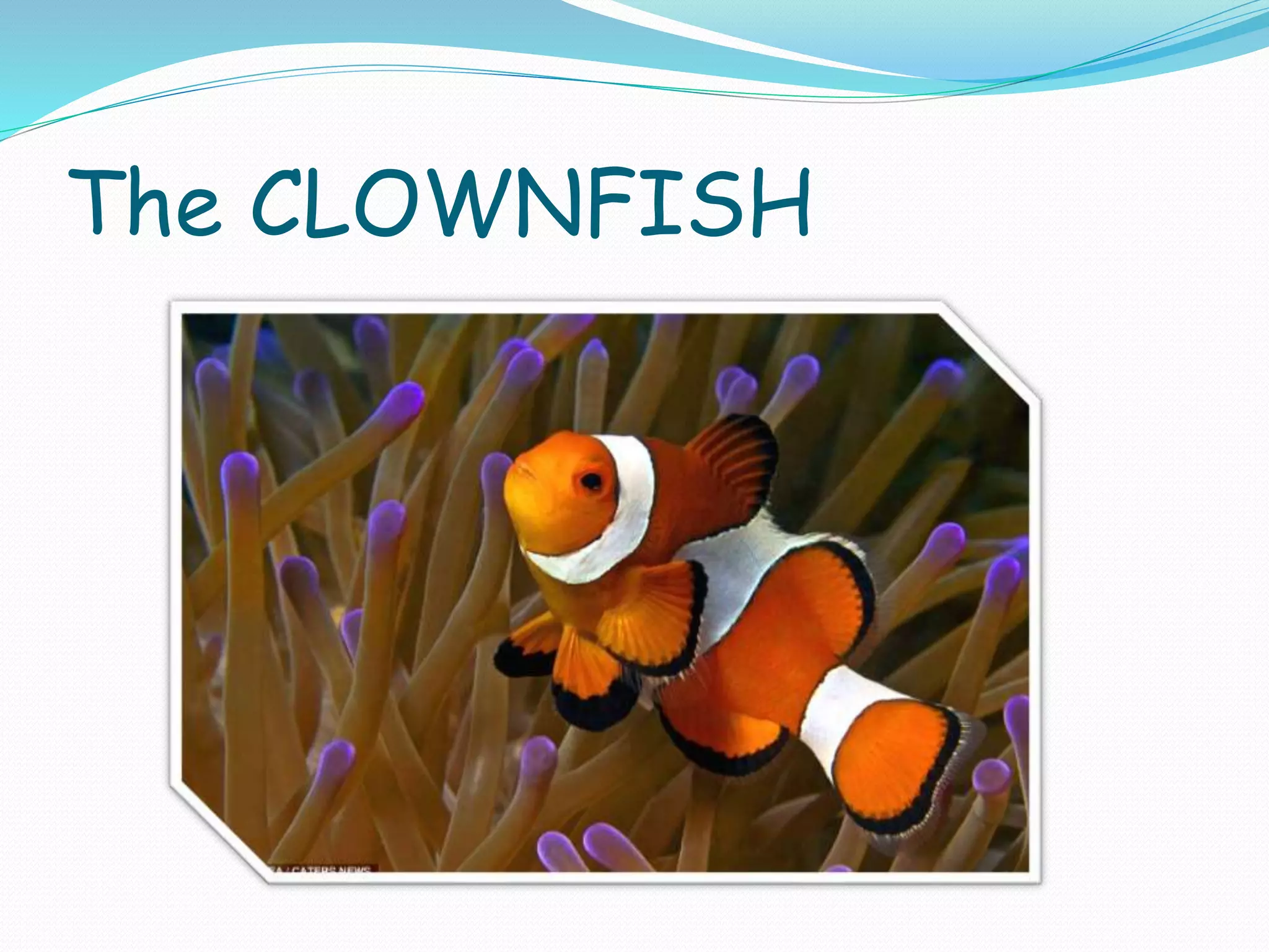 Clown Fish | PPTX