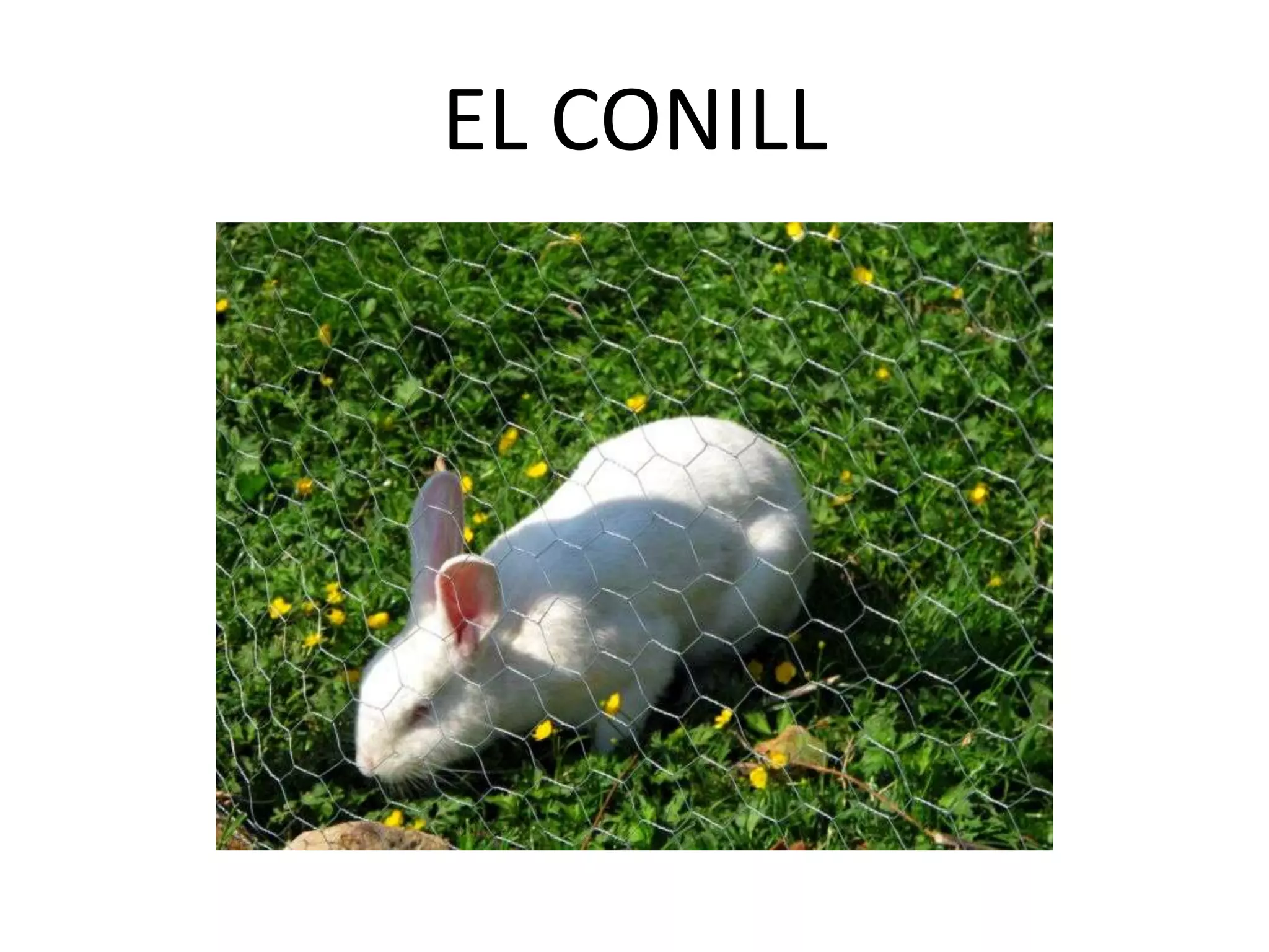 Animals de granja | PPTX