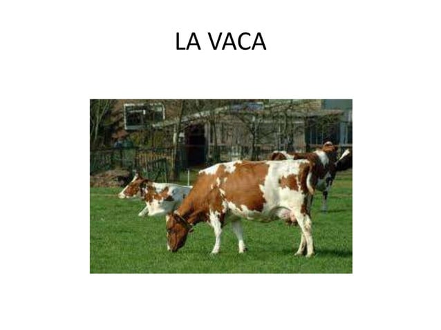 Animals de granja | PPTX