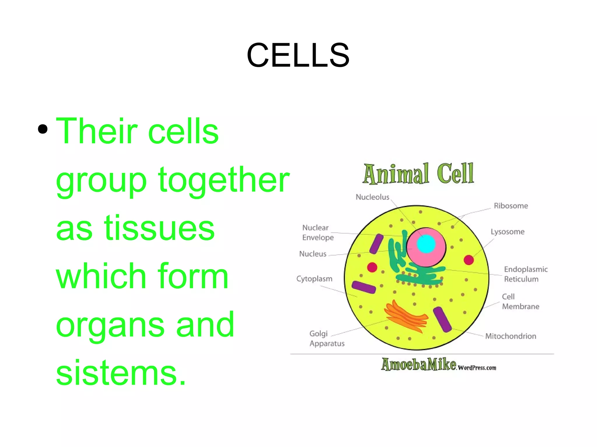 Animals 5th Grade | ODP