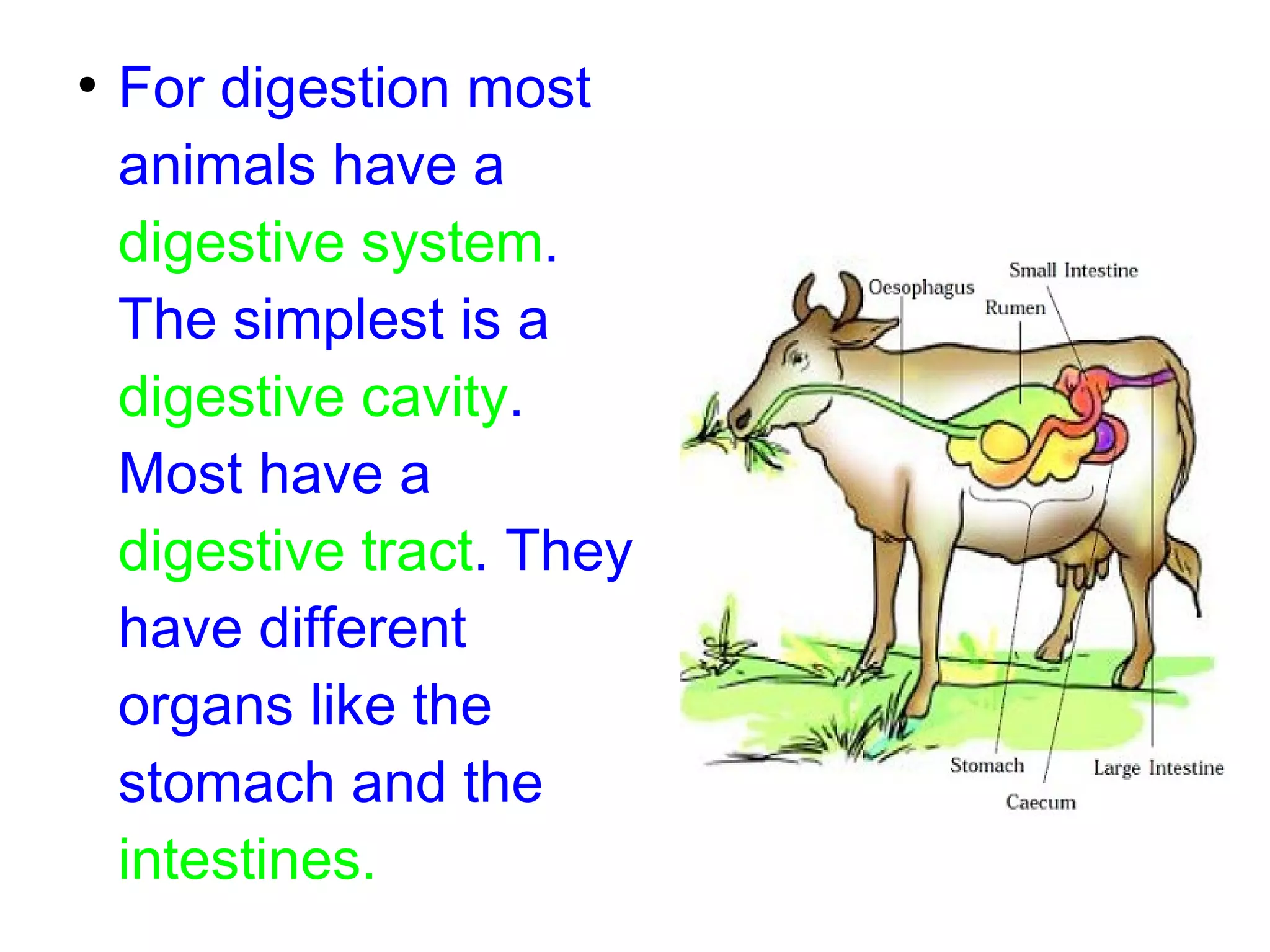 Animals 5th Grade | ODP