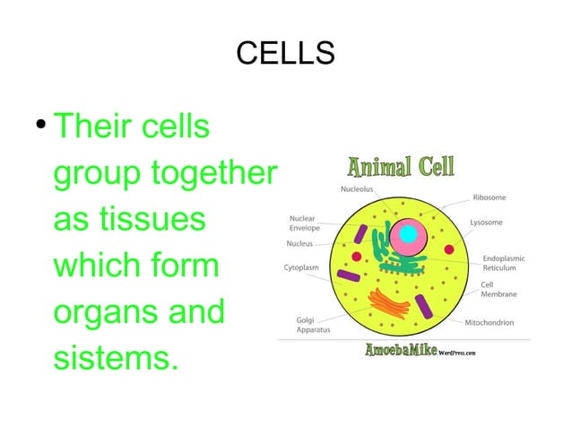 Animals 5th Grade | PPT