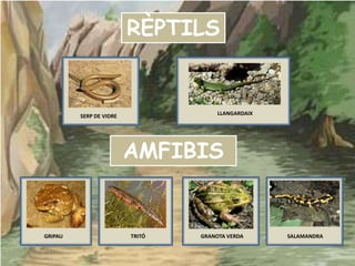 Animals del bosc | PPSX