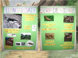 Animals del bosc | PPSX