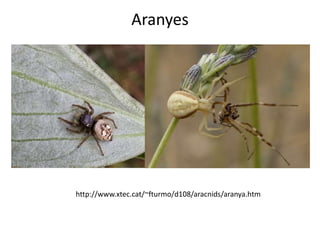 Animals de l'hort | PPT