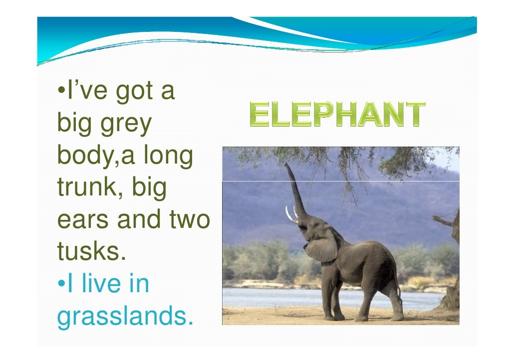 Animals descriptions pp