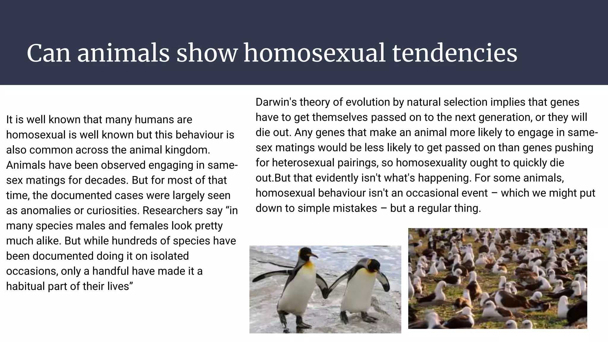 A2 Level Media Animals Displaying Homosexual Behaviour Research | PPT