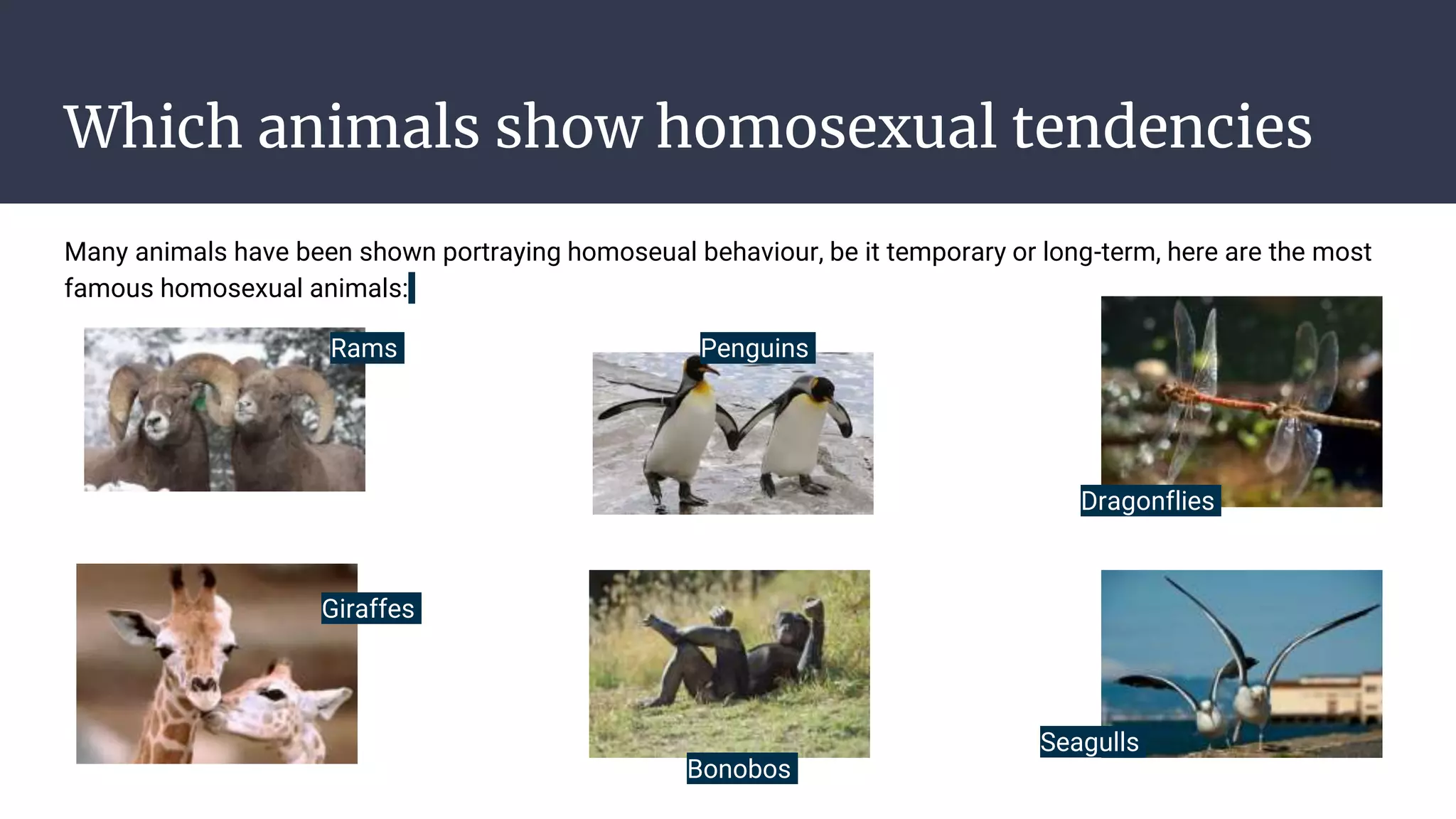 A2 Level Media Animals Displaying Homosexual Behaviour Research | PPT