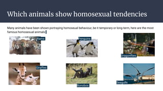 A2 Level Media Animals Displaying Homosexual Behaviour Research | PPT