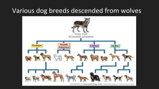 Animals domestication3 | PPT