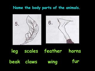Unit 1: Animal | PPT