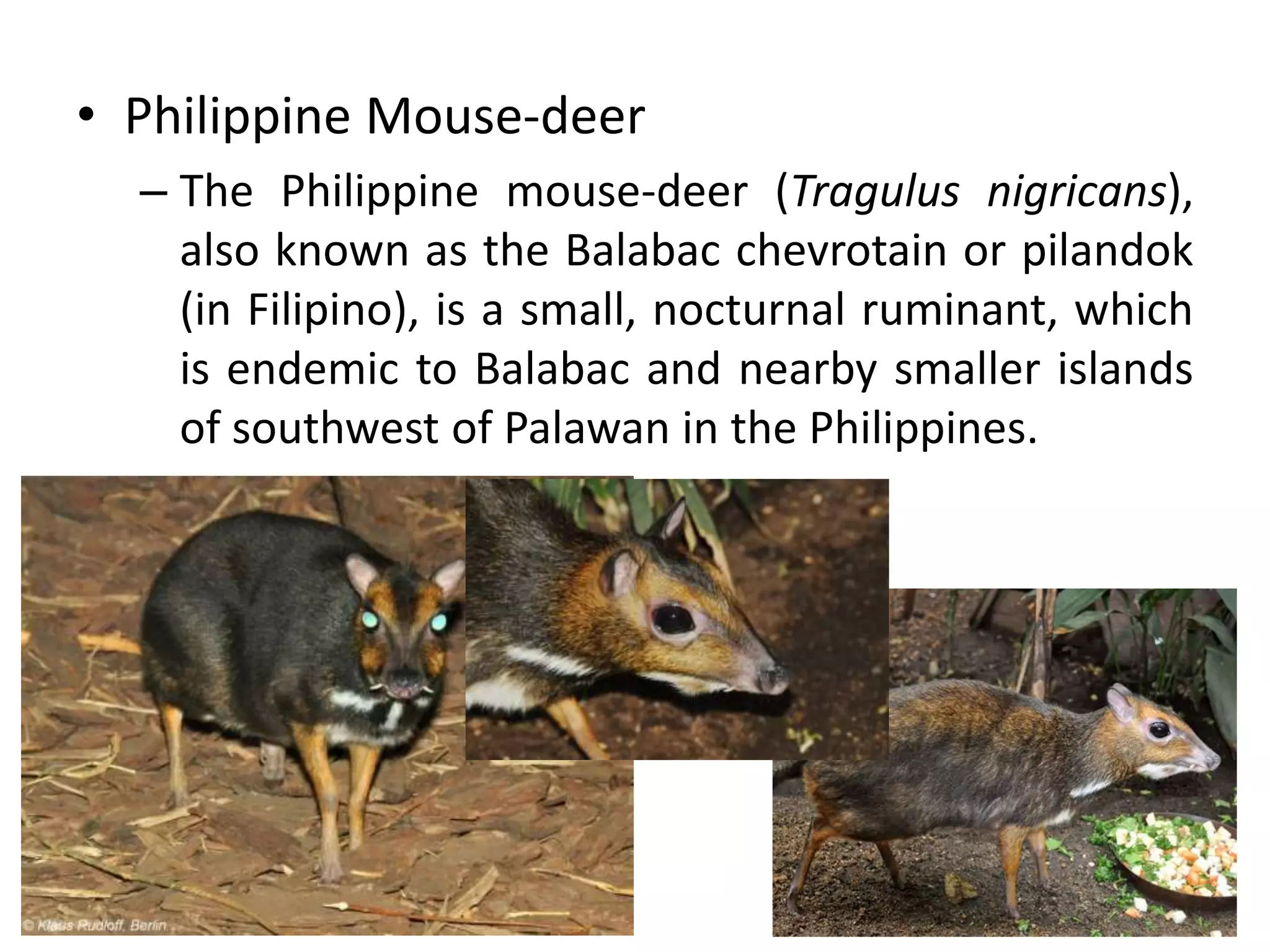 Animals endemic to the philippines | PPTX