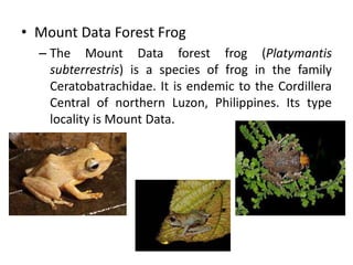 Animals endemic to the philippines | PPTX