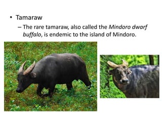 Animals endemic to the philippines | PPTX