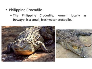 Animals endemic to the philippines | PPTX