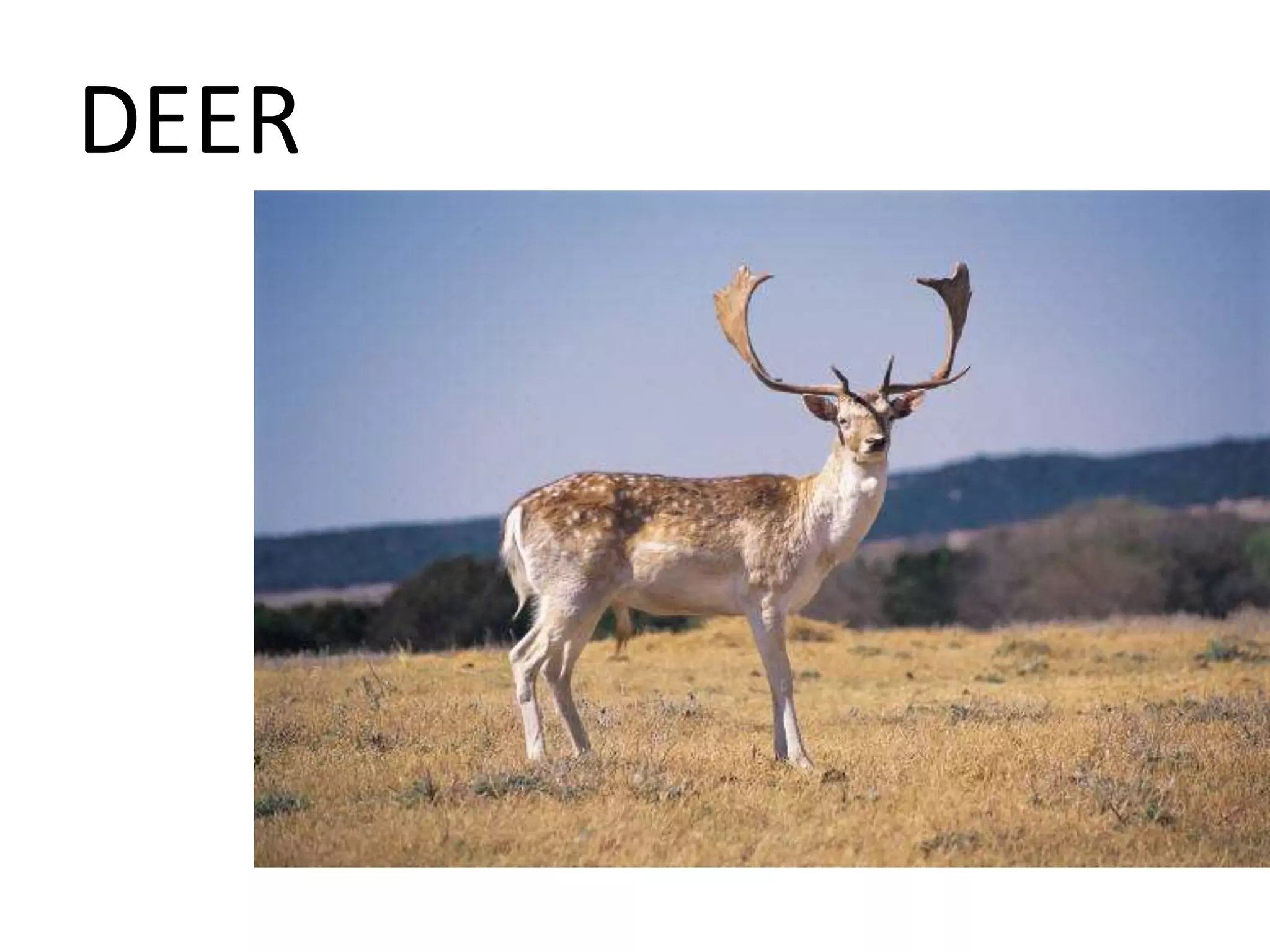 Animals english class 3rd grade | PPTX