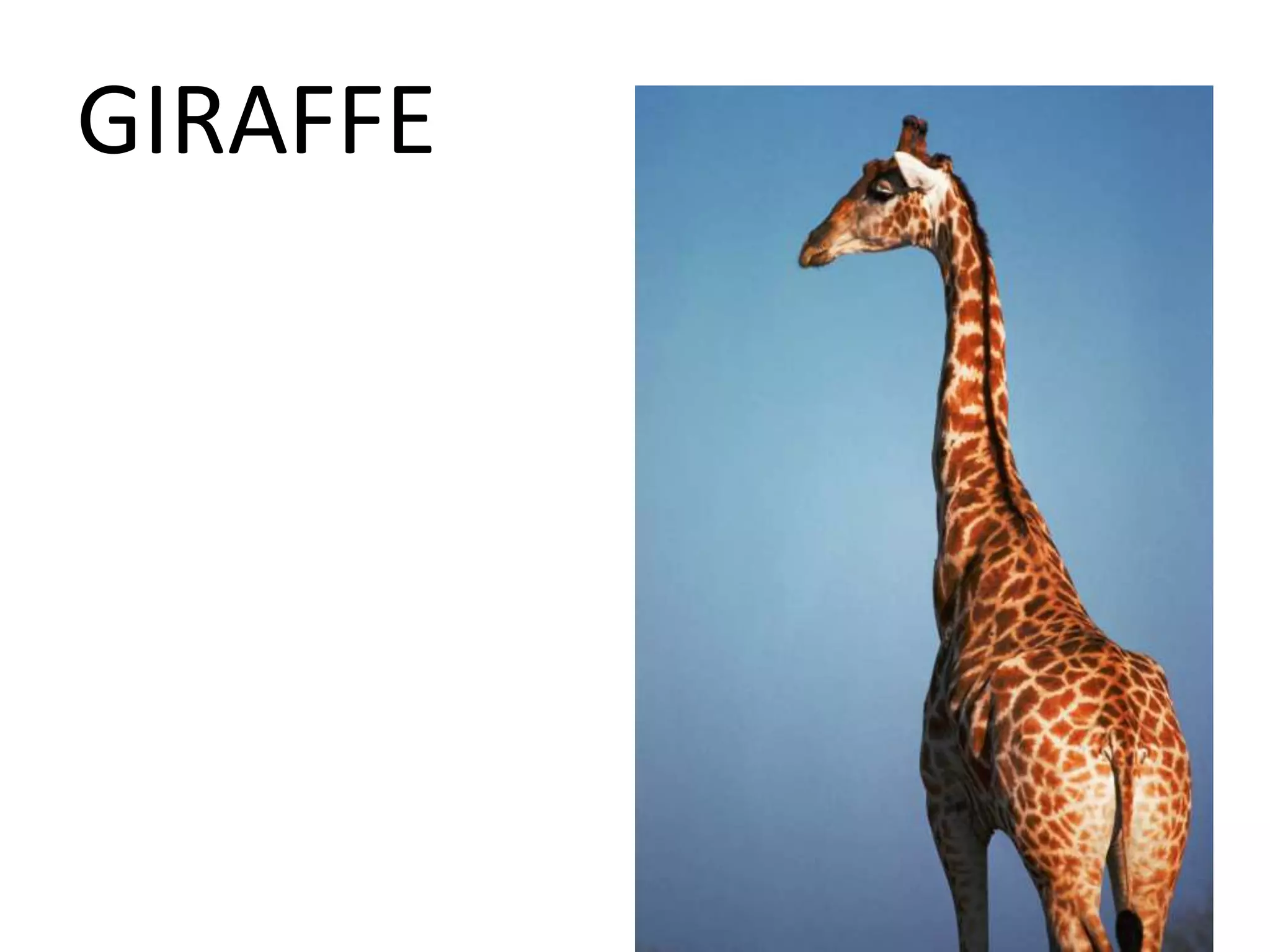 Animals english class 3rd grade | PPTX