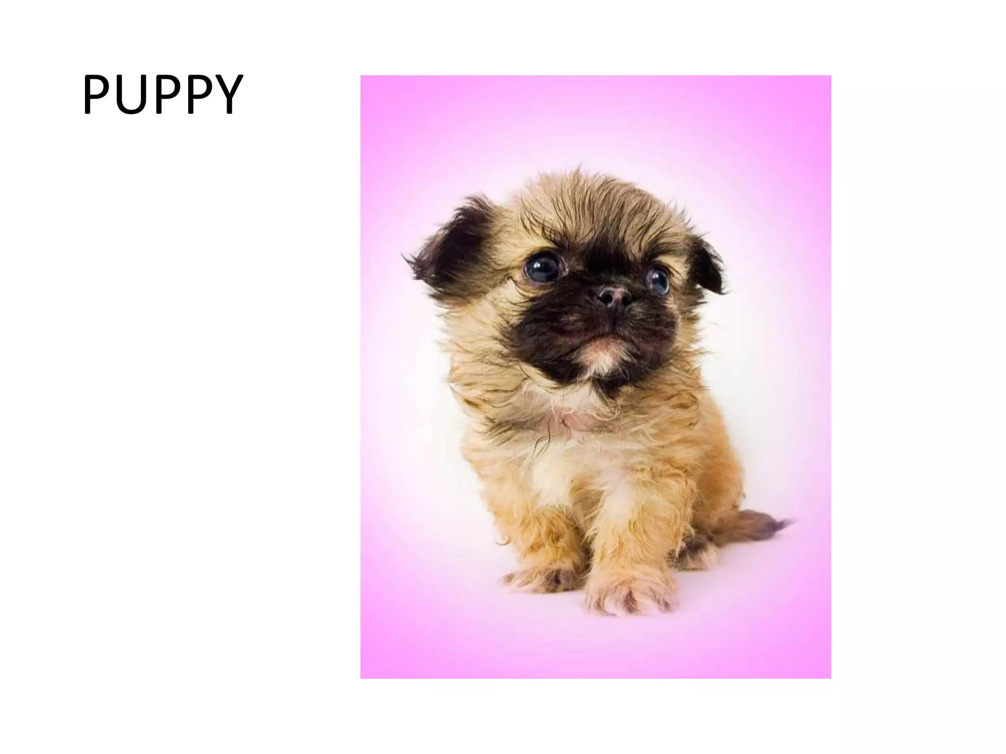 Animals english class 3rd grade | PPTX