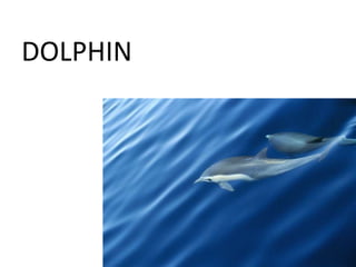 Animals english class 3rd grade | PPTX