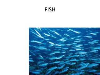 Animals english class 3rd grade | PPTX