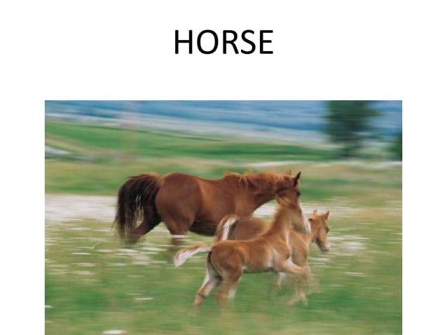 Animals english class 3rd grade | PPTX