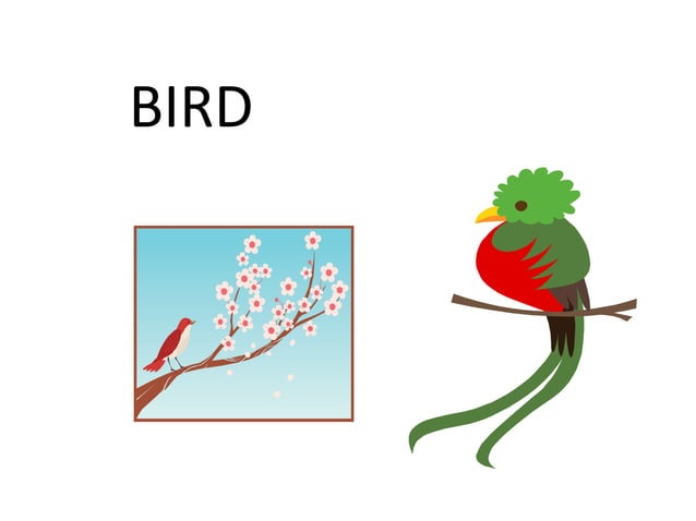 Animals english class 3rd grade | PPTX