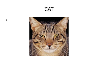 Animals english class 3rd grade | PPTX