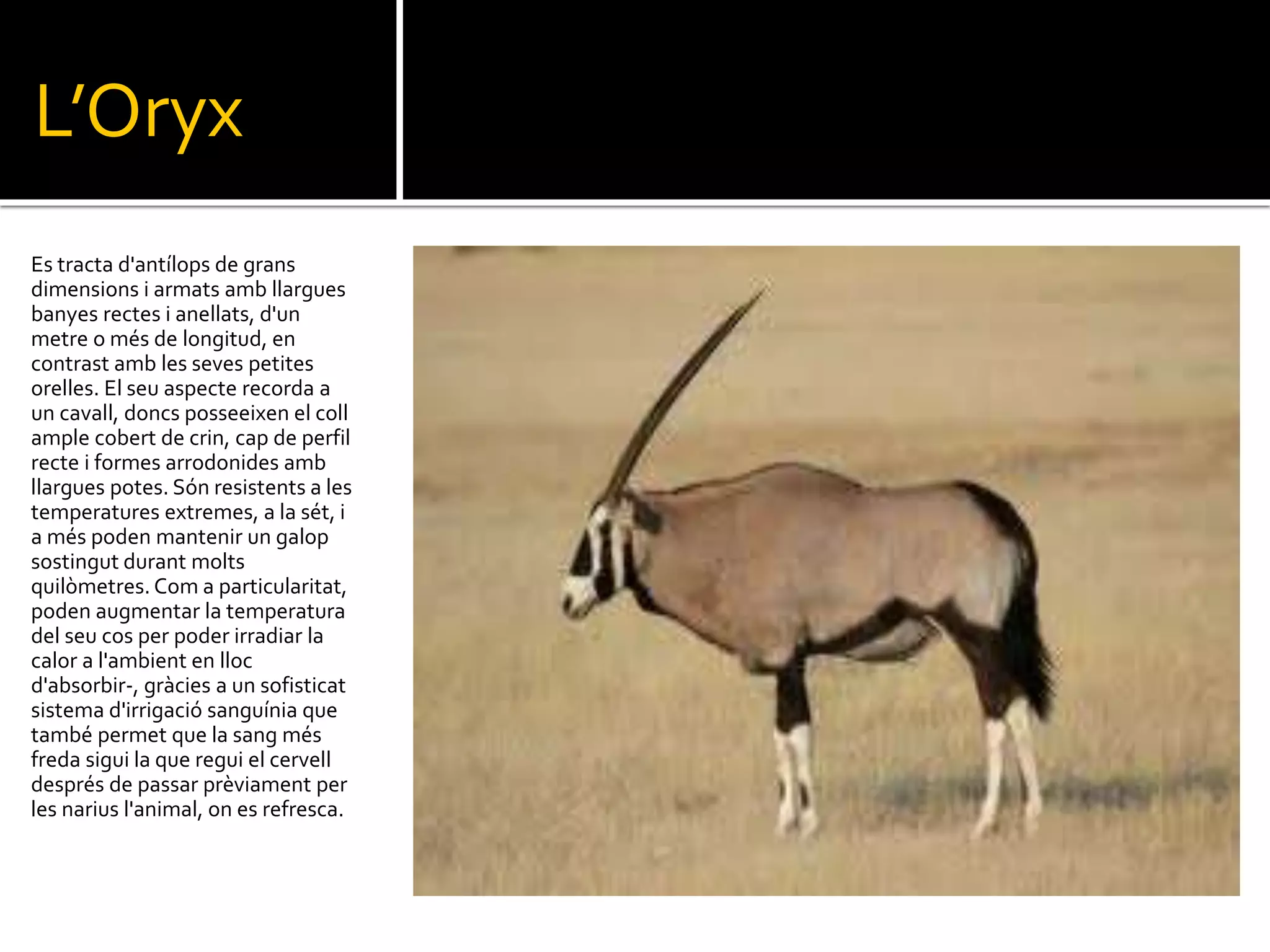 Animals en perill d'extinció | PPT