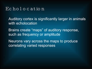 Animal Senses | PPT