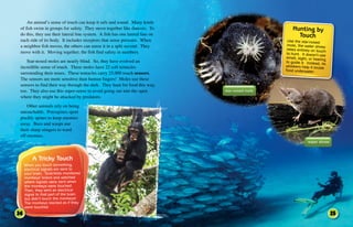 Animal_Senses_e-book.pdkjjjjjjjjjjjjjjjjjj | PDF