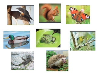 ANIMALS EVERYWHERE 2DO.pptx