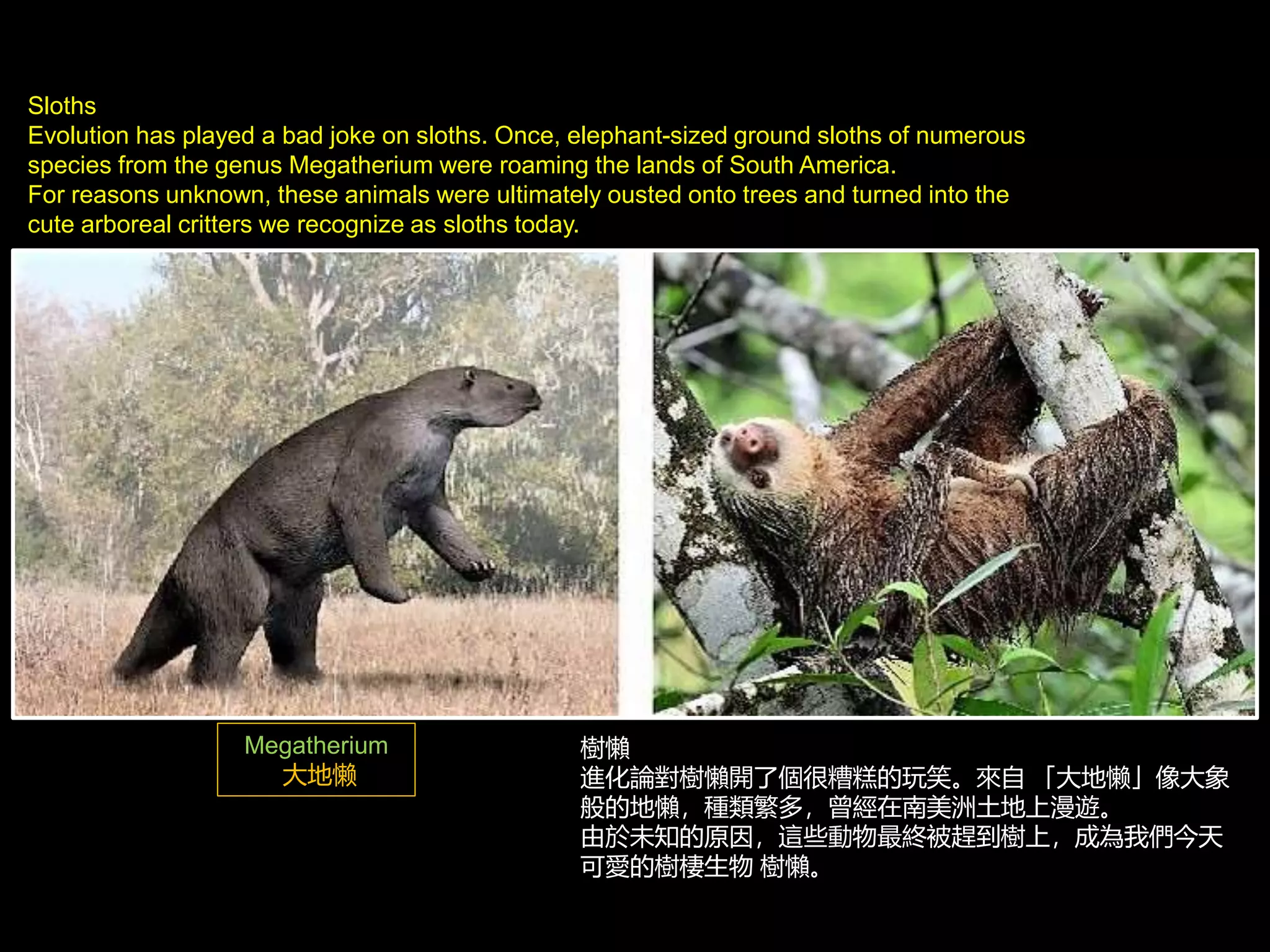 Animals Evolved Over Time (隨著時間演化的動物).ppsx