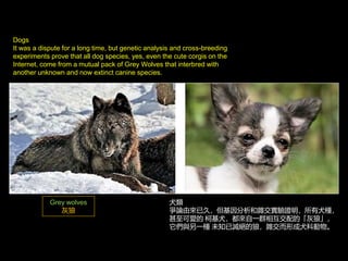 Animals Evolved Over Time (隨著時間演化的動物).ppsx