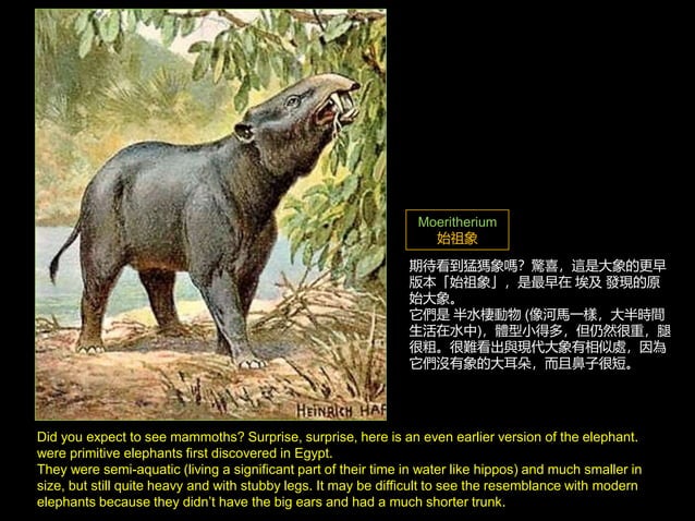 Animals Evolved Over Time (隨著時間演化的動物).ppsx