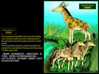 Animals Evolved Over Time (隨著時間演化的動物).ppsx