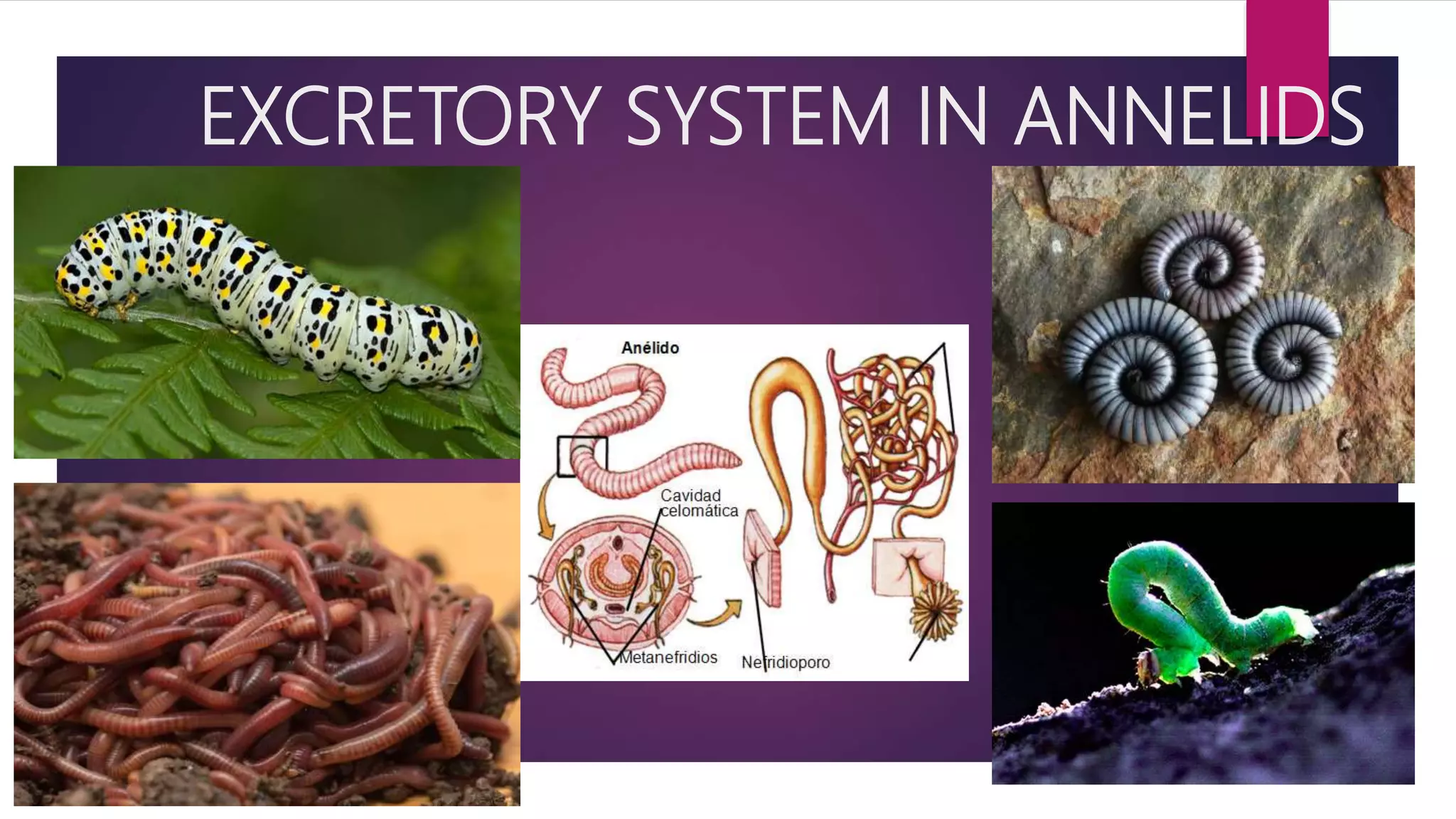 Animals' excretion | PPTX