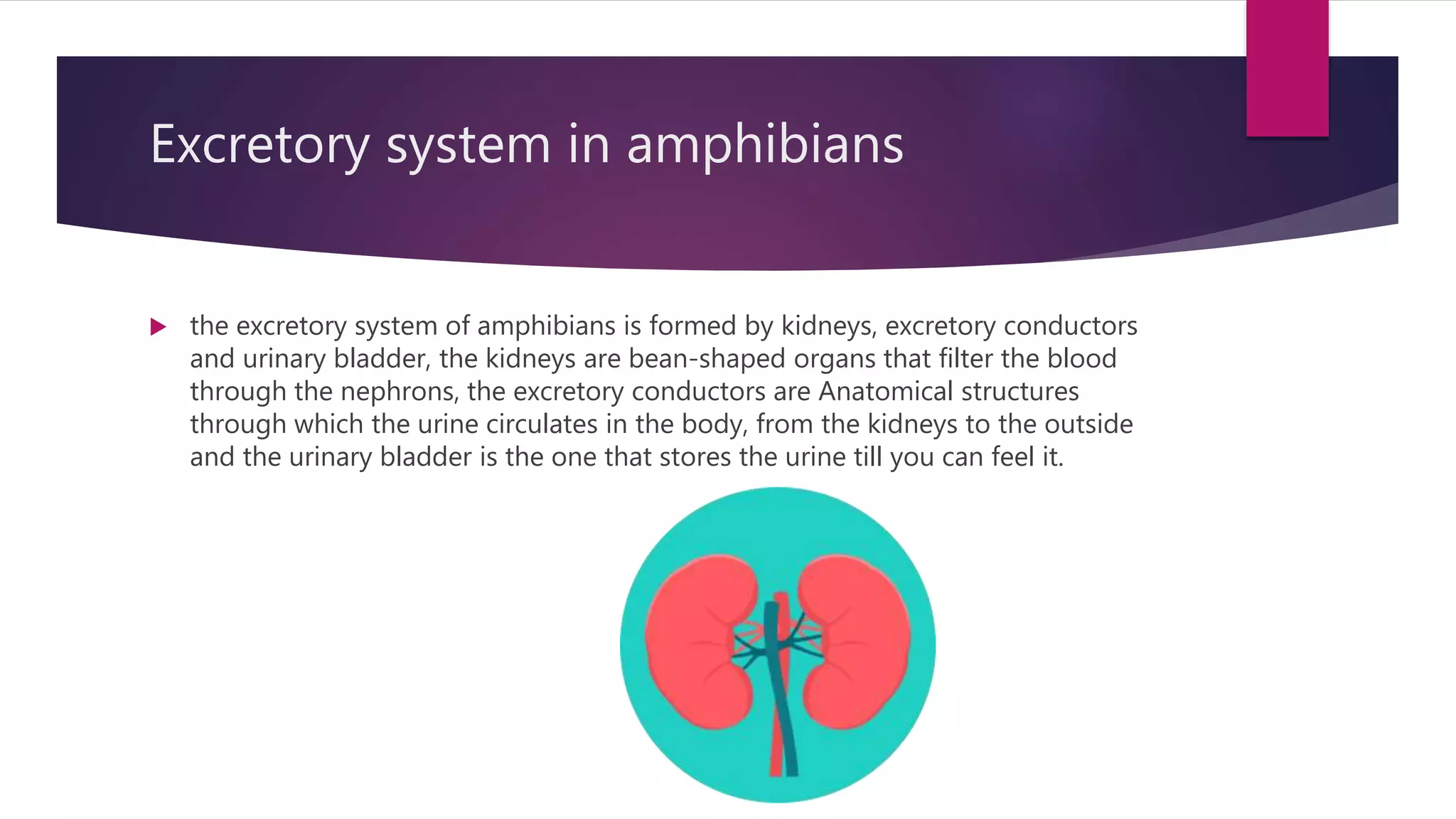Animals' excretion | PPTX