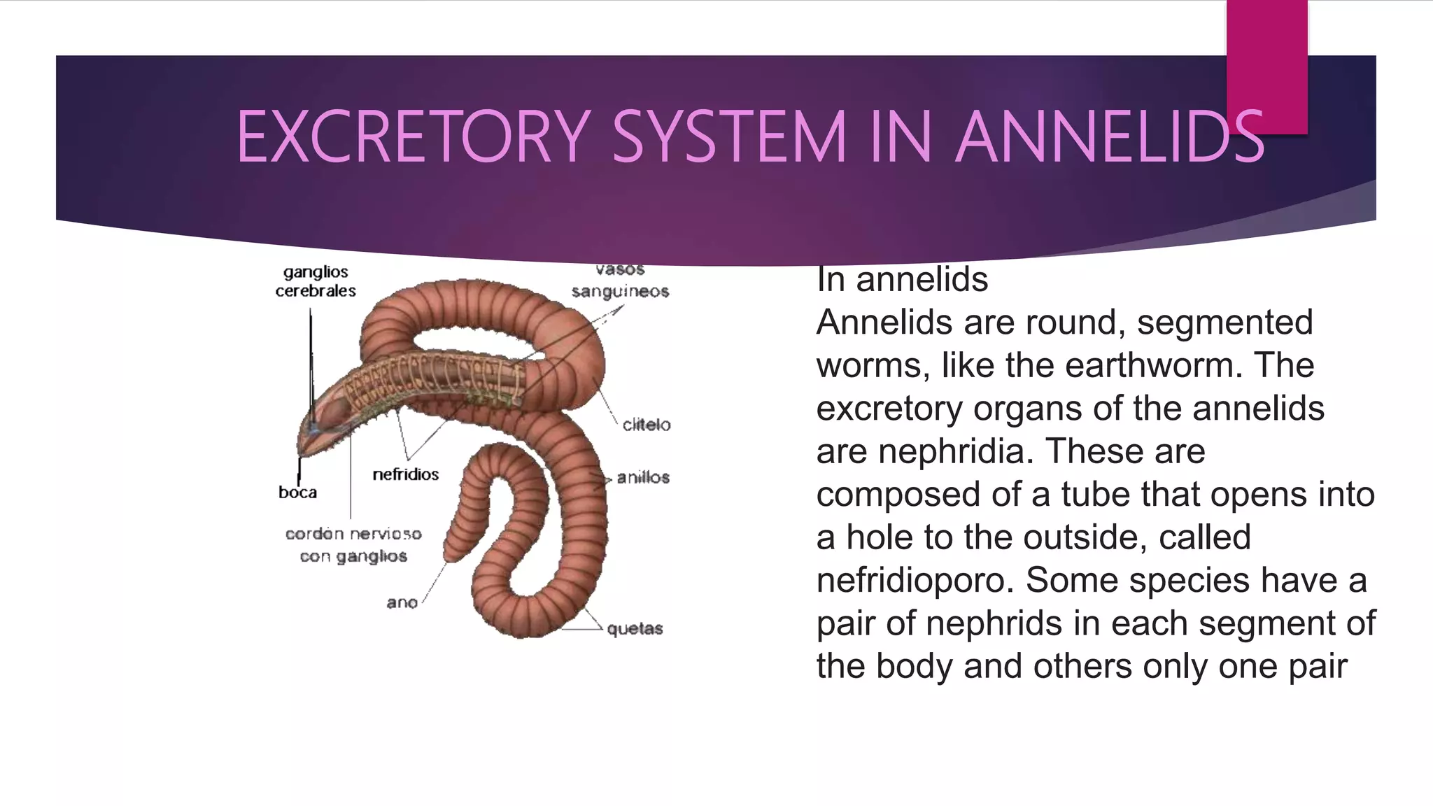 Animals' excretion | PPTX