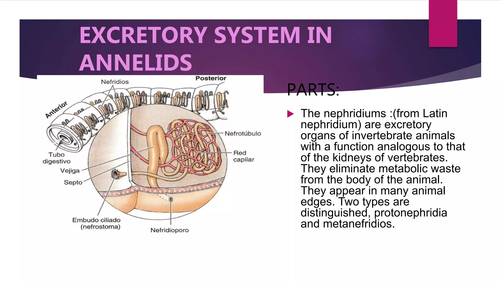 Animals' excretion | PPTX