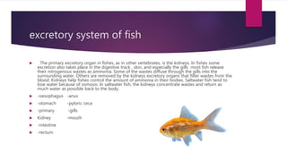 Animals' excretion | PPTX | Biological Sciences | Science